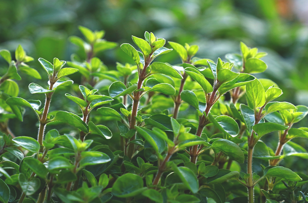 Ulei esential de Maghiran de la doTERRA - Diana Cristian ...